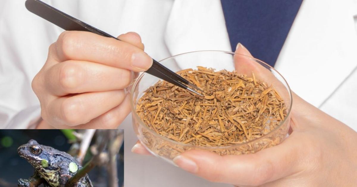 Murder they croaked? Investigating a prehistoric frog mystery on the ...